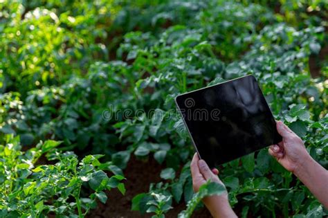 A Woman Farmer With Digital Tablet On A Potato Field Smart Farming And