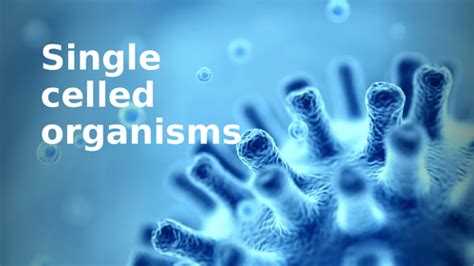 Igcse Edexcel Biology Prokaryote Cells Teaching Resources