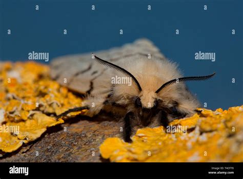 Gypsy Moth Lymantria Dispar Stock Photo Alamy