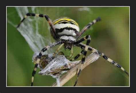 Der Biss Der Wespenspinne Foto And Bild Tiere Wildlife Spinnen Bilder