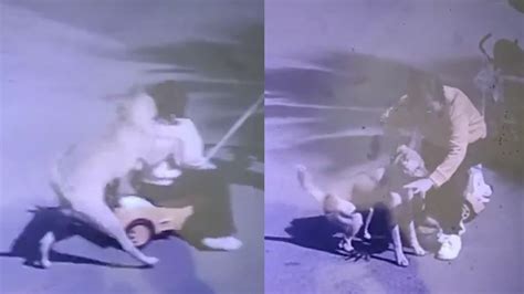 女子带娃过马路突遭恶犬无故撕咬：母亲手被咬伤，孩子恐惧大哭腾讯视频