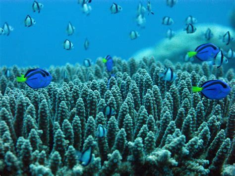 Beyond Dissolving Shell In Acid New Approaches To Teaching Ocean