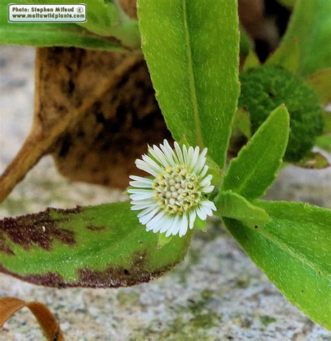 Eclipta Prostrata False Daisy The Online
