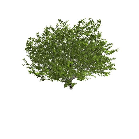 Plane Tree Image Tree Images Plane Tree Tree