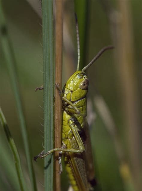 Pixel Grass Texture Photos Download The Best Free Pixel Grass Texture