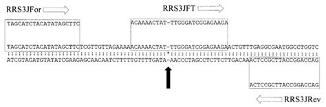 Location Of The Primers And Taqman Probe For Event Specific Download Scientific Diagram