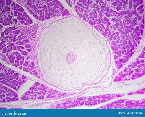 Pacinian Corpuscle Cat Pancreas Royalty Free Stock Photography