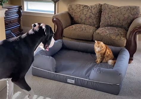 同居犬用の新しいベッドを我が物顔が使っている猫。当のグレートデーン達は猫が動いてくれるのをずっと待っていますが・・【海外・動画】