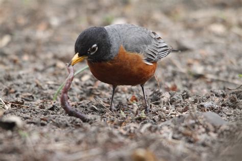 Bird Canada A Voice For The Northern Bird