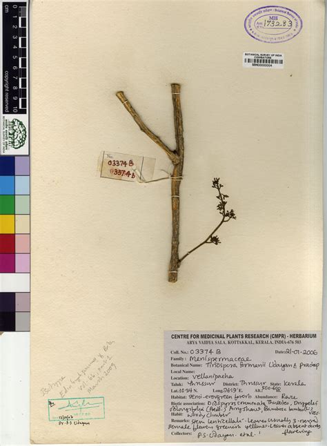 Phanerogams Type Details