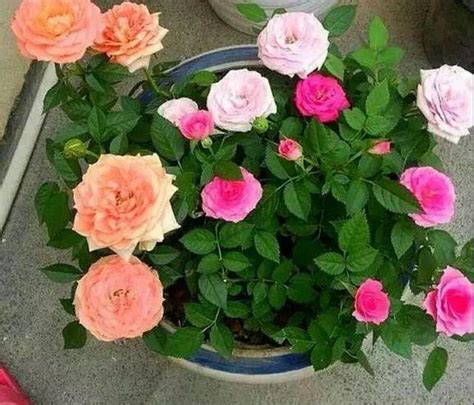 夏季月季花，怎樣管理才能讓它開花又多又艷麗？ 每日頭條