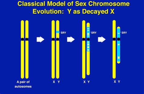 Y Chromosome And Male Infertility The Infertility Center Of St Louis