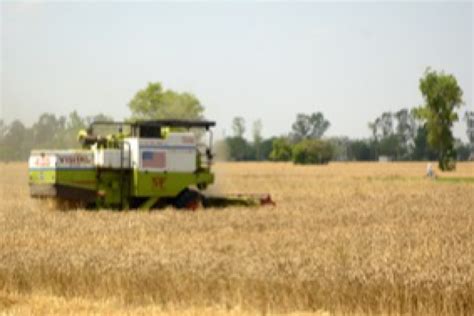 Punjab Expected To Procure 132 Lakh Metric Tons Wheat Chief Secretary