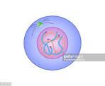 Cell Cycle And Mitosis Flashcards Quizlet