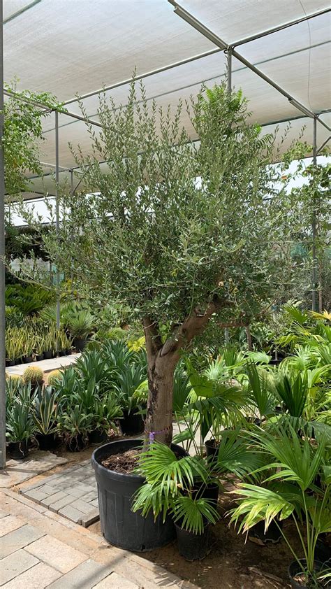 Big Olive Trees In Nursery Pot Silver Garden