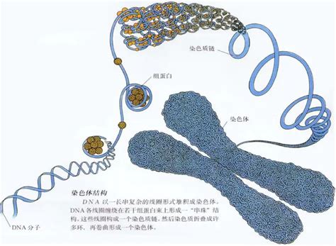 三维基因组简介 菲沙基因 三维基因组技术（一）：简单介绍 《三维基因组学学习笔记》 极客文档