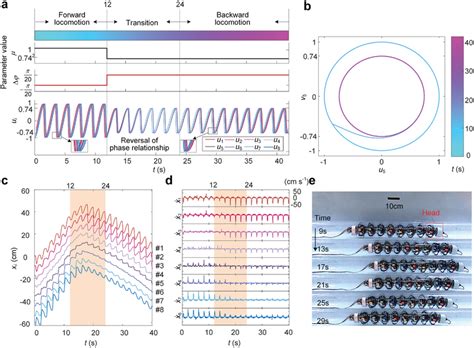 Gait Transitions In The Gait Switching A Evolution Of The Output