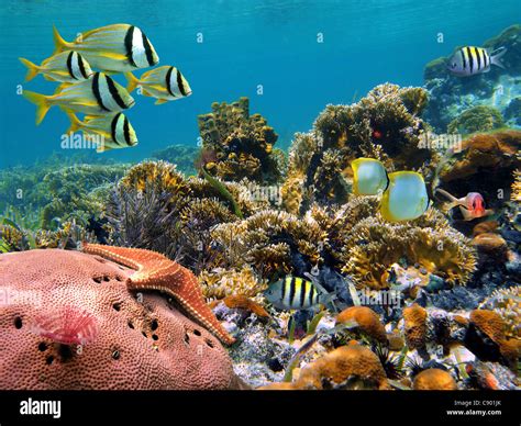 Tropical Underwater Marine In A Thriving Coral Reef Of The Caribbean