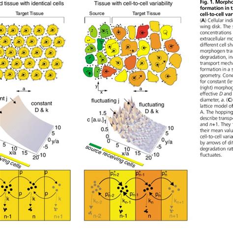 Role Of Tissue Dimensionality For Morphogen Gradient Precision A In Download Scientific