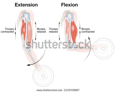 Extension And Flexion Of Arm