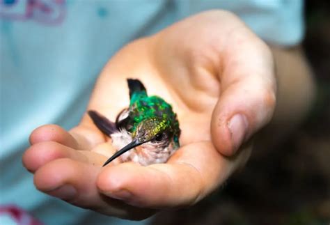 Why Do Hummingbirds Hover Right In Your Face My Backyard Life