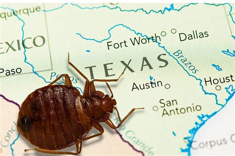 Want To Avoid Texas Bed Bugs Steer Clear Of One Metro The Most