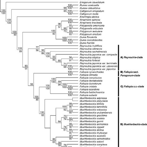 A Total Evidence Phylogenetic Tree Generated By A Maximum Likelihood Download Scientific