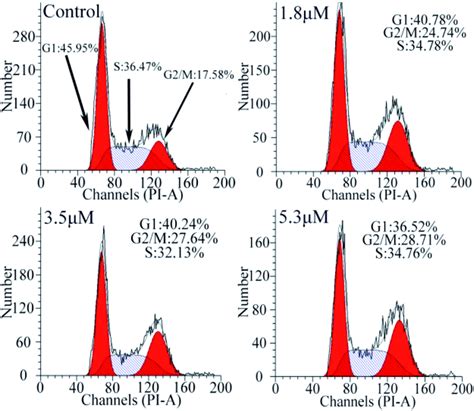 Analysis Of The Cell Cycle Arrest By Flow Cytometry In T24 Cells After Download Scientific