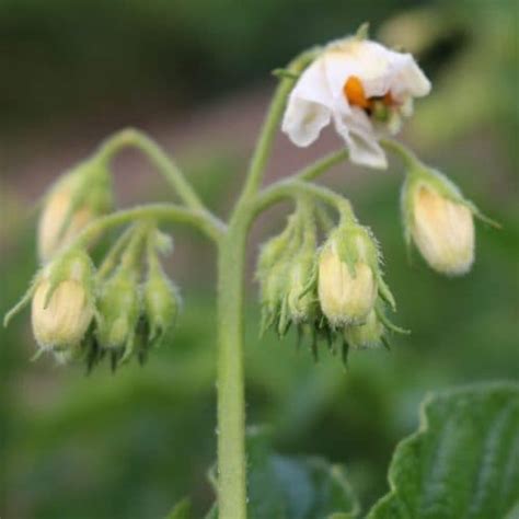 Lumpers Seed Potatoes Potato House Free Uk Delivery