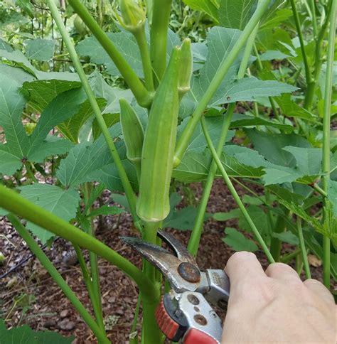 How To Grow Okra Expert Tips For A Bountiful Harvest