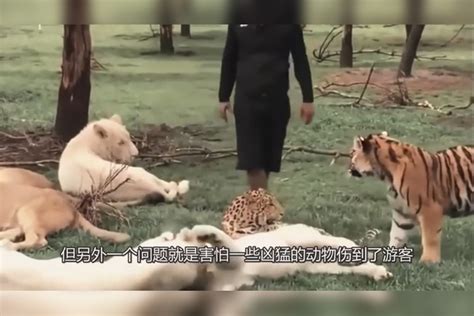 豹子想袭击饲养员老虎上去就是一耳光你把他吃了谁伺候我
