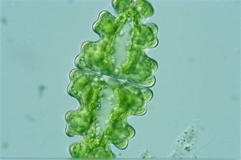 Protist Image Database