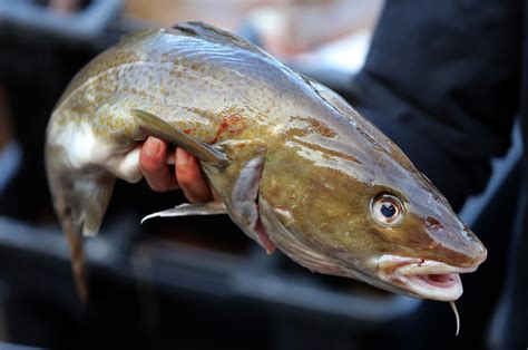 Do Atlantic Cod Have Scales At Sherlyn Weyer Blog