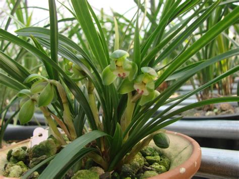 春兰翠盖荷图片 春兰翠盖荷 兰花翠盖荷老种识别 大山谷图库
