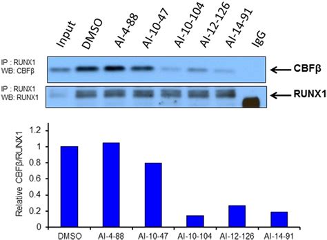 Small Molecule Inhibitor Of Cbfβ Runx Binding For Runx Transcription