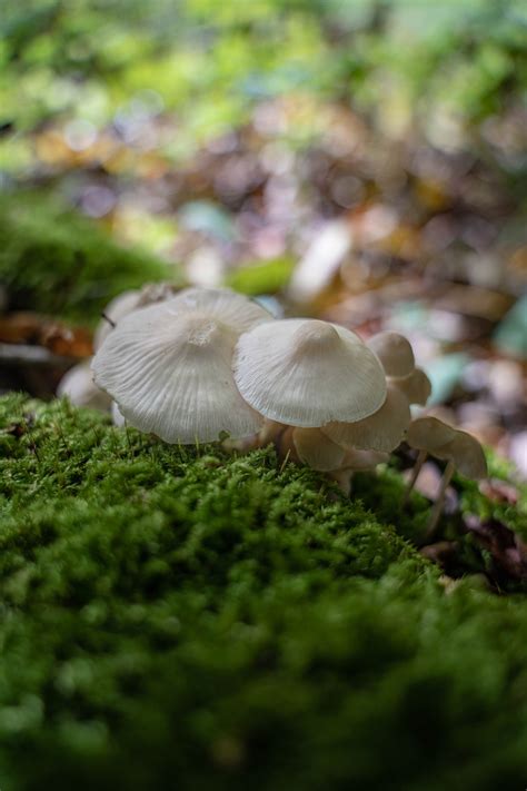 Mushroom Fungi Nature Free Photo On Pixabay Pixabay