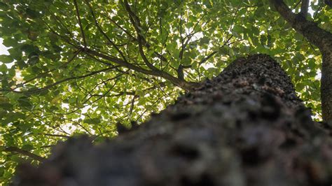 Microscopic Tree Free Photo On Pixabay Pixabay