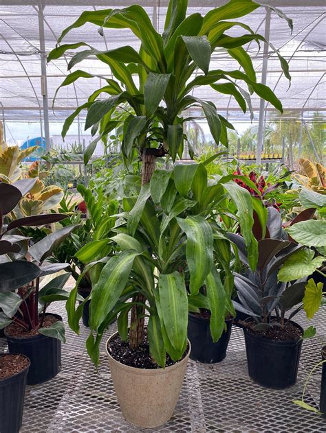Cane Type Of House Plants 12 Plants That Grow In Water