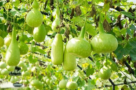 Premium Photo Gourd Calabash Gourd Fruit And Trees In The Garden