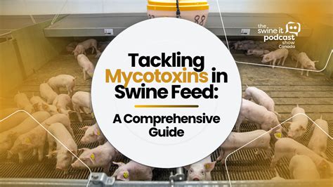 Tackling Mycotoxins In Swine Feed A Comprehensive Guide