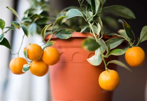 How To Grow Calamansi