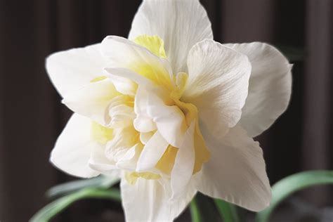 Tips Membungakan Dafodil Trubus