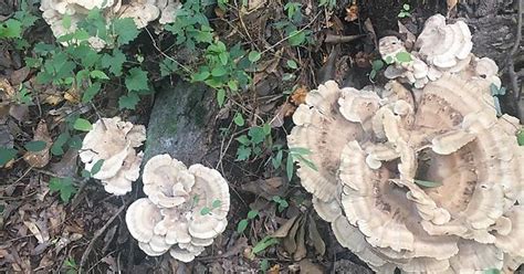 Wild Edibles Album On Imgur