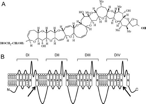 Ctx Structure And Its Interaction With The Vgsc A Chemical Structure