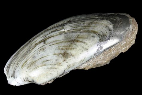 Bivalve Fossils