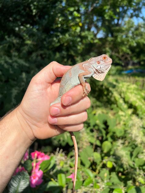 Red Axanthic Iguanas For Sale American Reptile Distributors