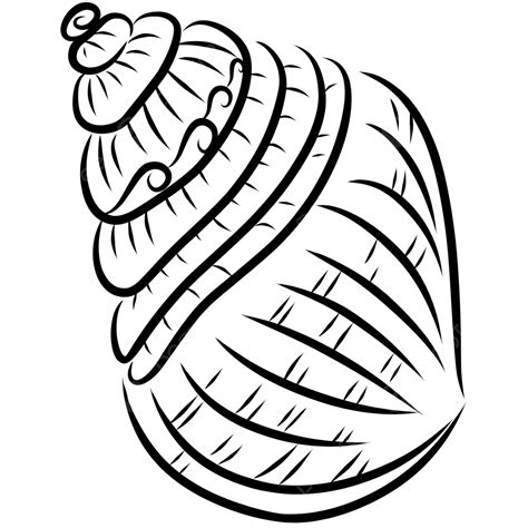 Snail Shell Outline