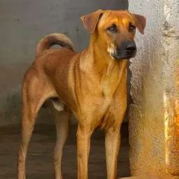 Altura Do Cachorro Kombai Caes Raros Cino Clube Bivar