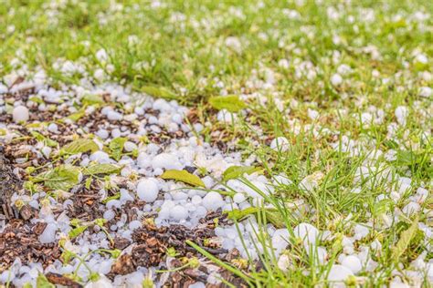Hagelbuien In De Tuin In De Lente Zijn Enorme Hagelstenen En Afgestoten