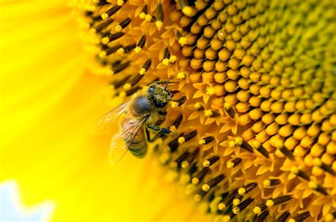 기타 양봉꿀벌 기타 생물종 Bric